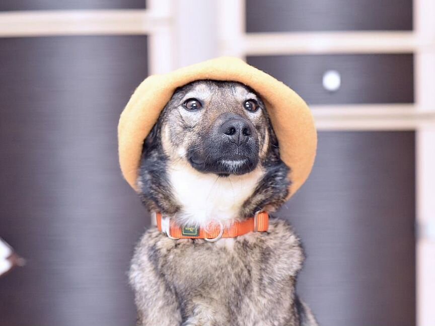 Небольшая собачка в добрые руки