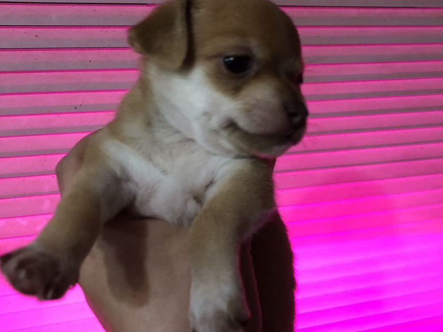 Чихуахуа в добрые руки