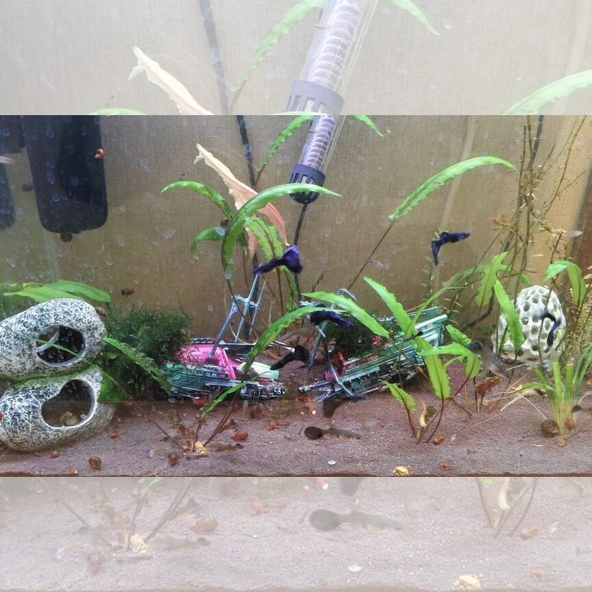 Аквариумные рыбки гуппи