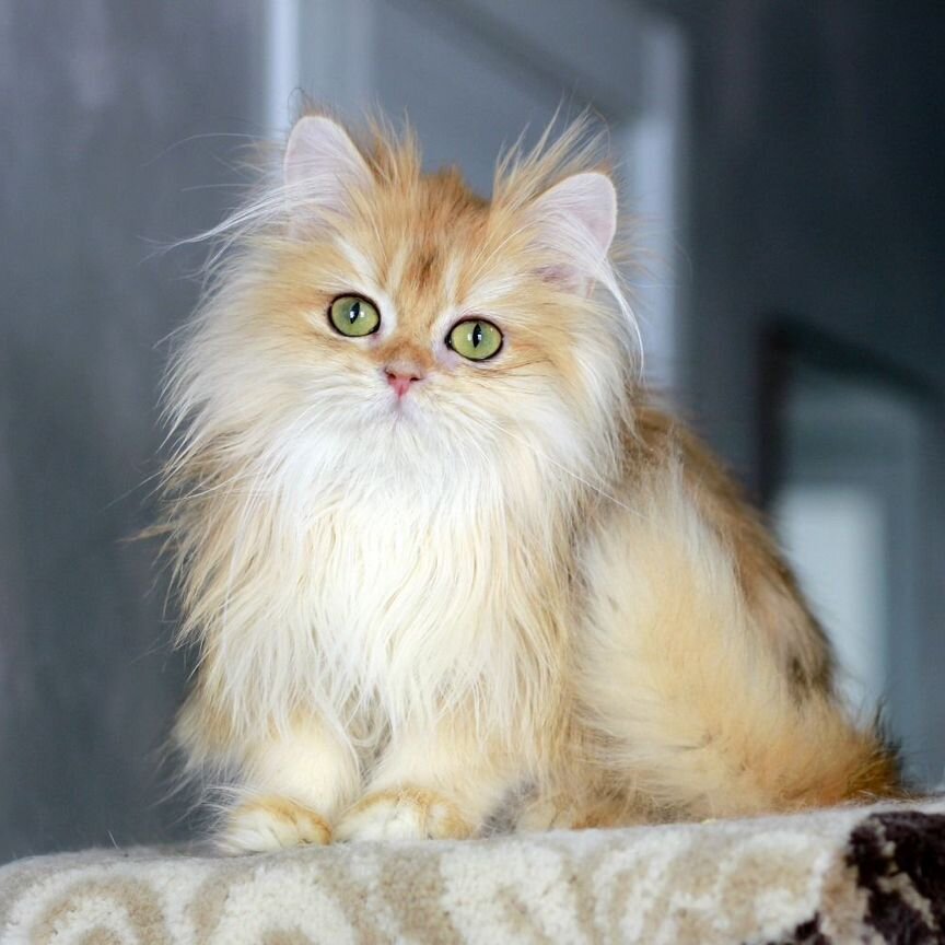 Британский кот мини