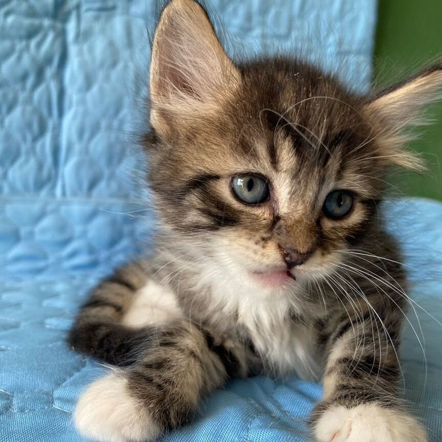 Котята ищут дом