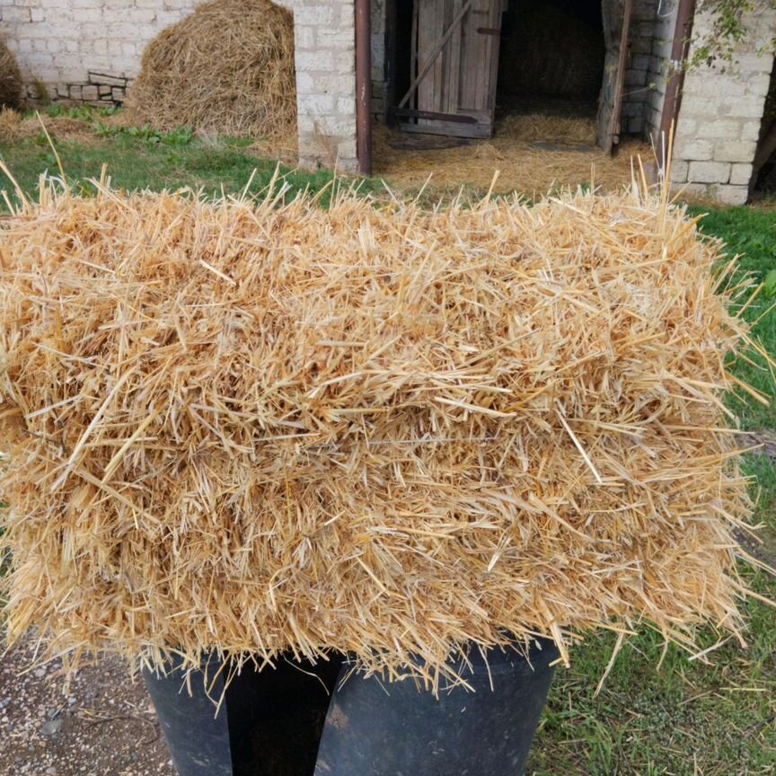 Солома и хряки