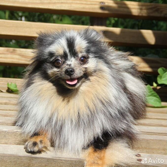 Красотка мраморного окраса