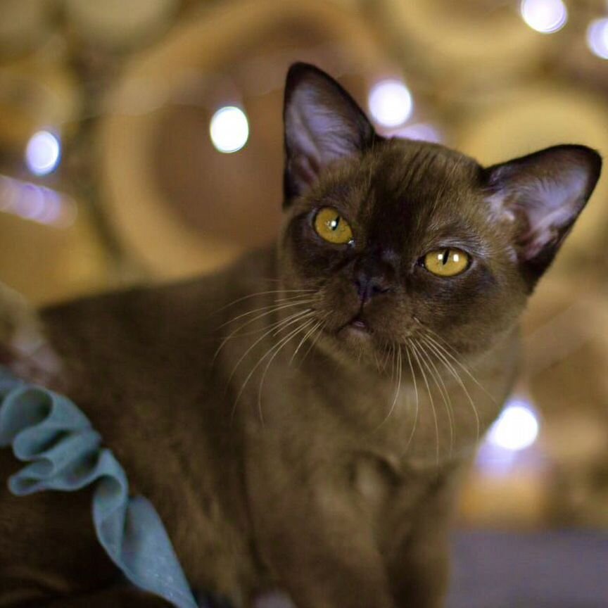 Европейский бурманский котёнок