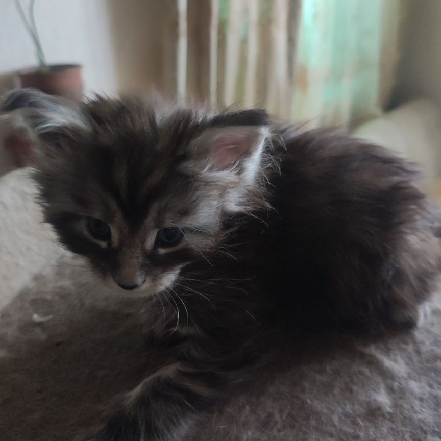 Мейн-кун котёнок