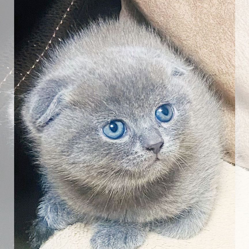 Шотландские котята