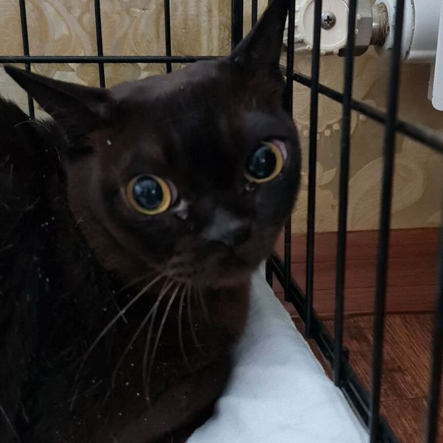 Бурманский котик в добрые руки