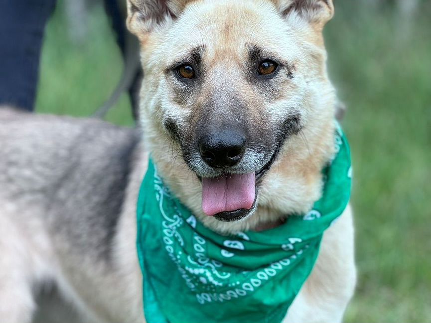 Собака милашка для лучших людей