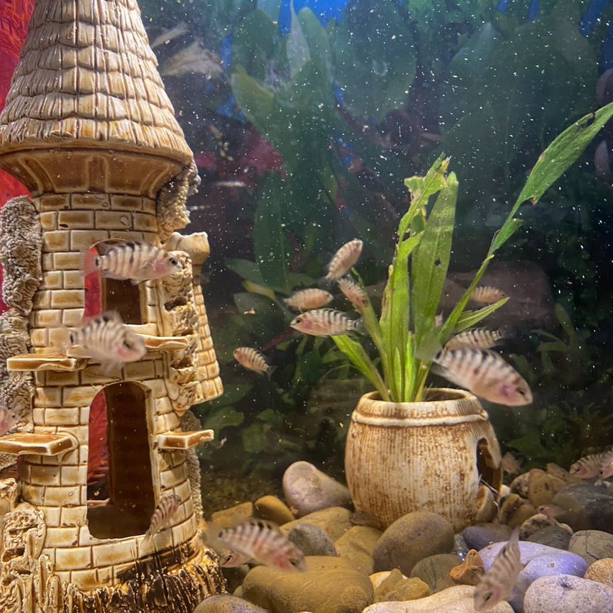 Рыбки Цихлиды полосатые