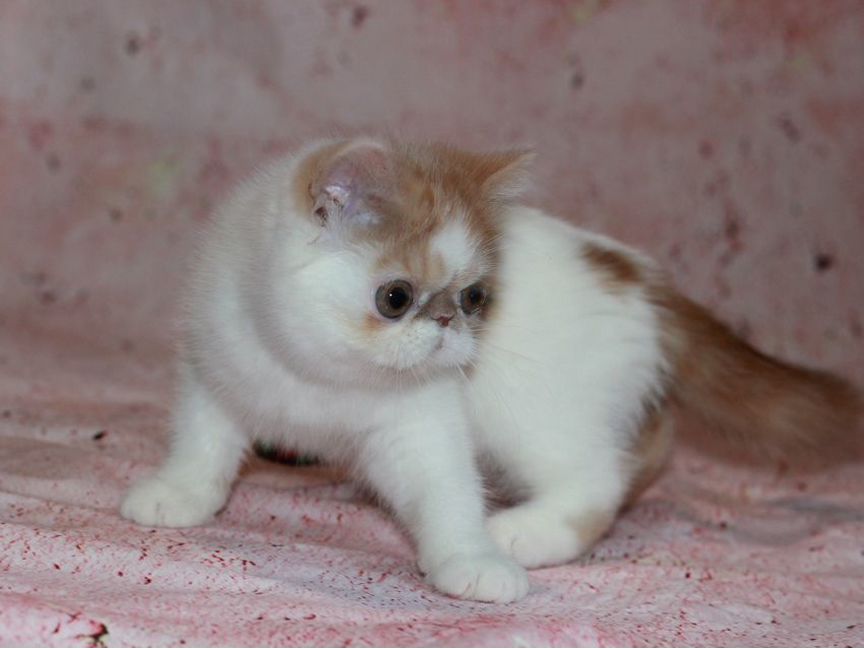 Глазастенький котик экзотик