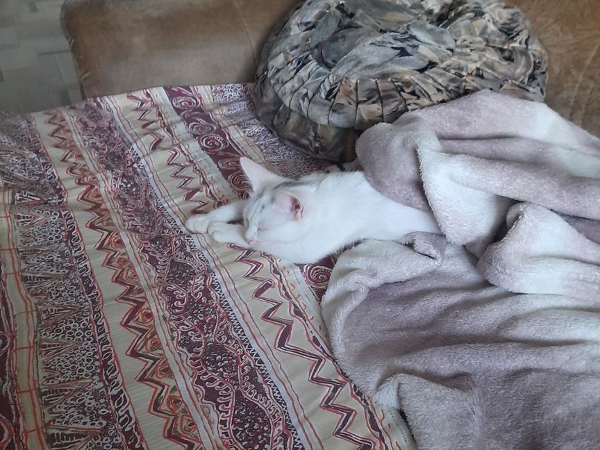 Котята в добрые руки бесплатно,девочьки