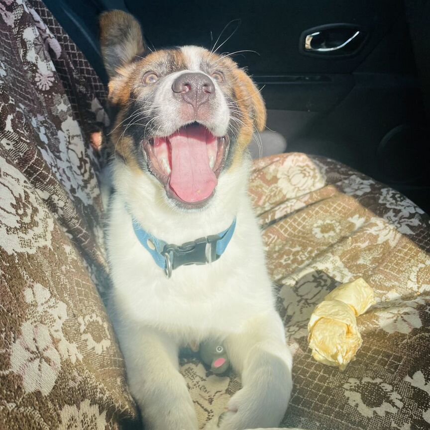 Ищет дом мальчик