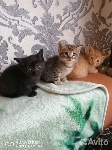Котята в добрые руки