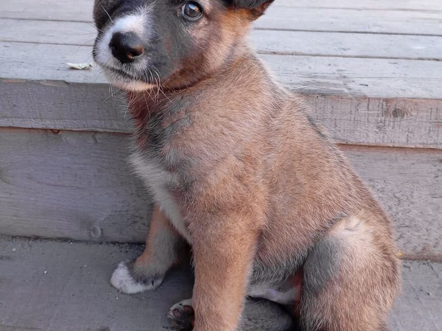 Потерялся щенок