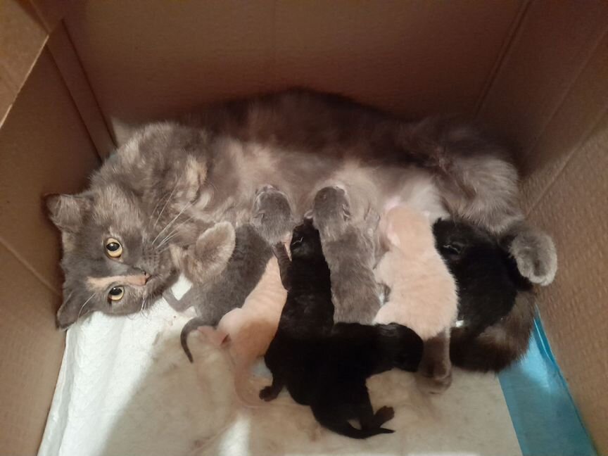 Отдам котят