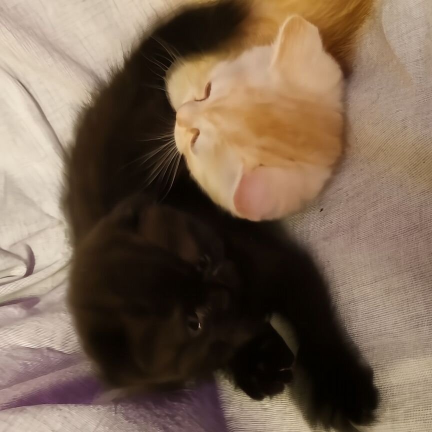 Шотландский прямоухий короткошёрстный котёнок