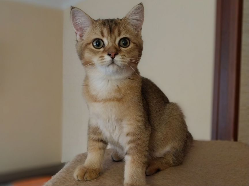 Золотой котик