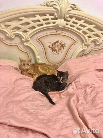 Котята в поисках дома