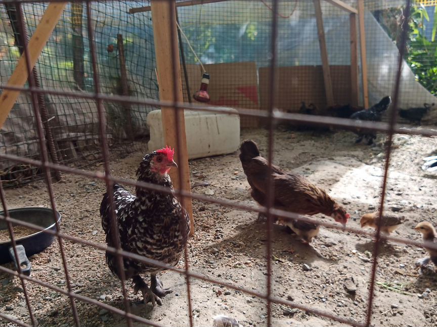 Бентамка ситцевая и королевская