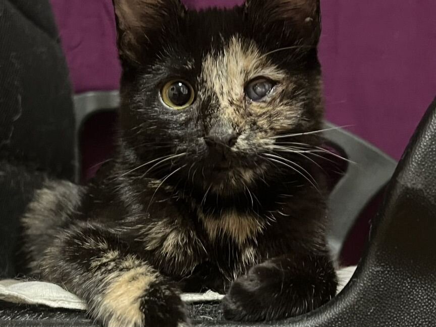 Котенок девочка Мася 4 мес ищет дом