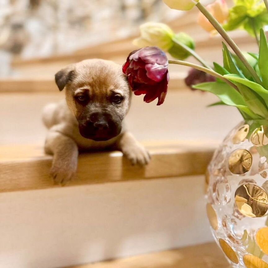 Щенок мальчик