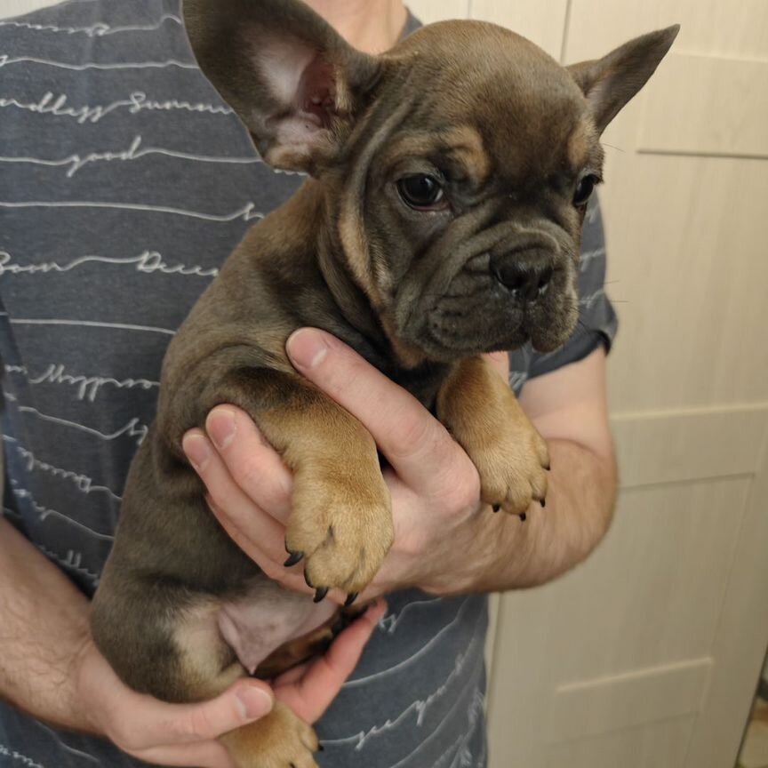 Французский бульдог