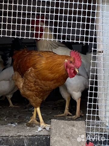 Домашние петухи