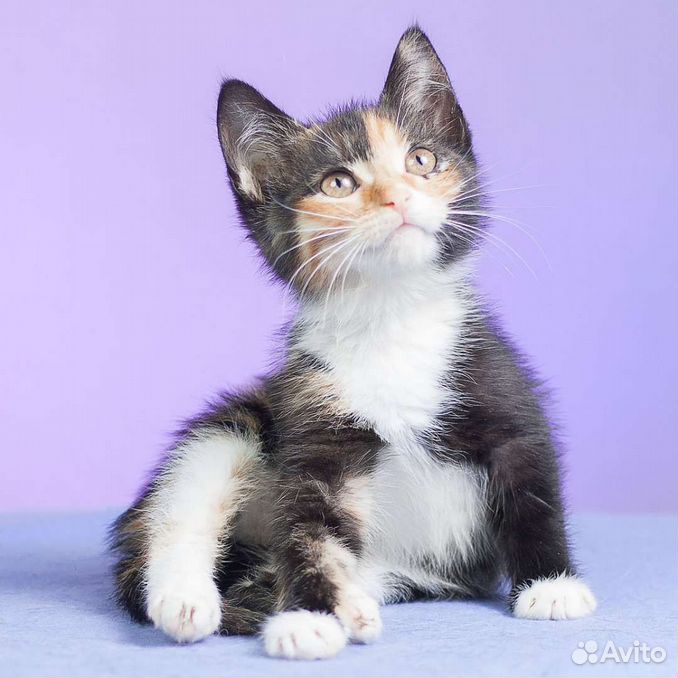 Кошечка Кира,2 мес в дар