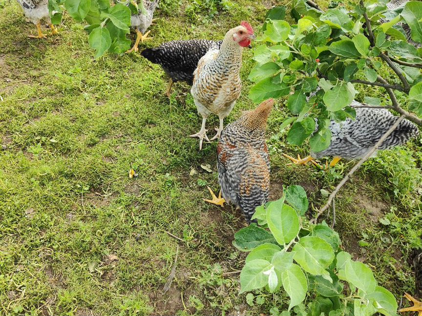 Молодые петухи