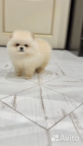Померанский шпиц микро мини мальчик