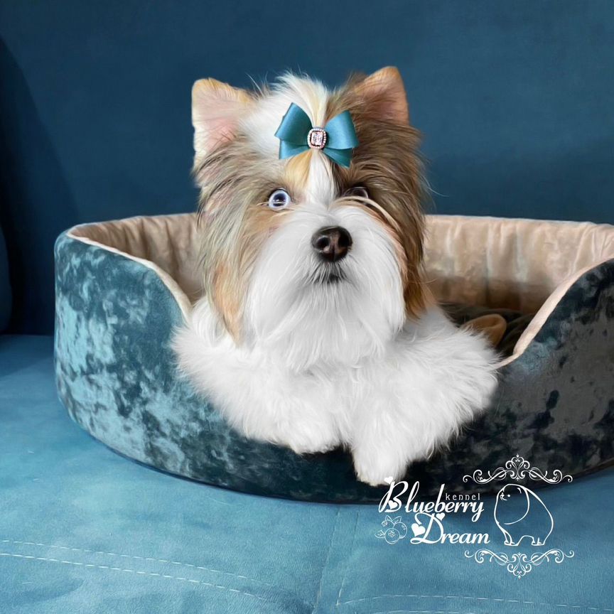 Мальчик йоркширского терьера