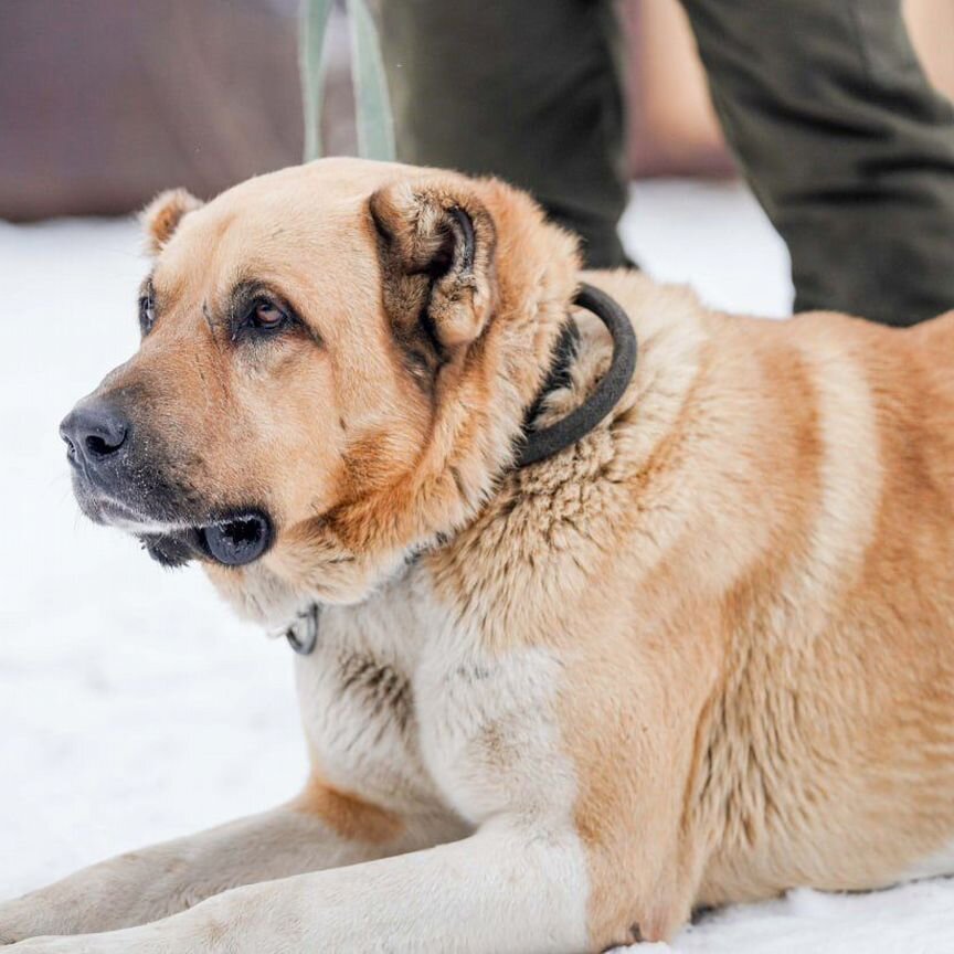 Среднеазиатская овчарка, взрослый пёс