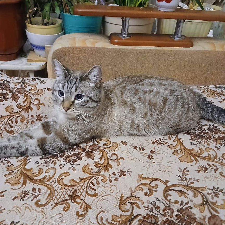 Кошки