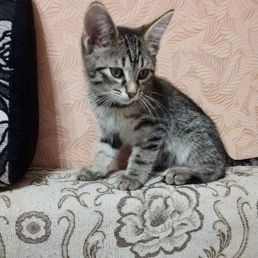 Котенок мейн кун - британец