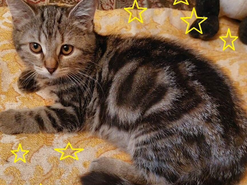 Мраморные котята