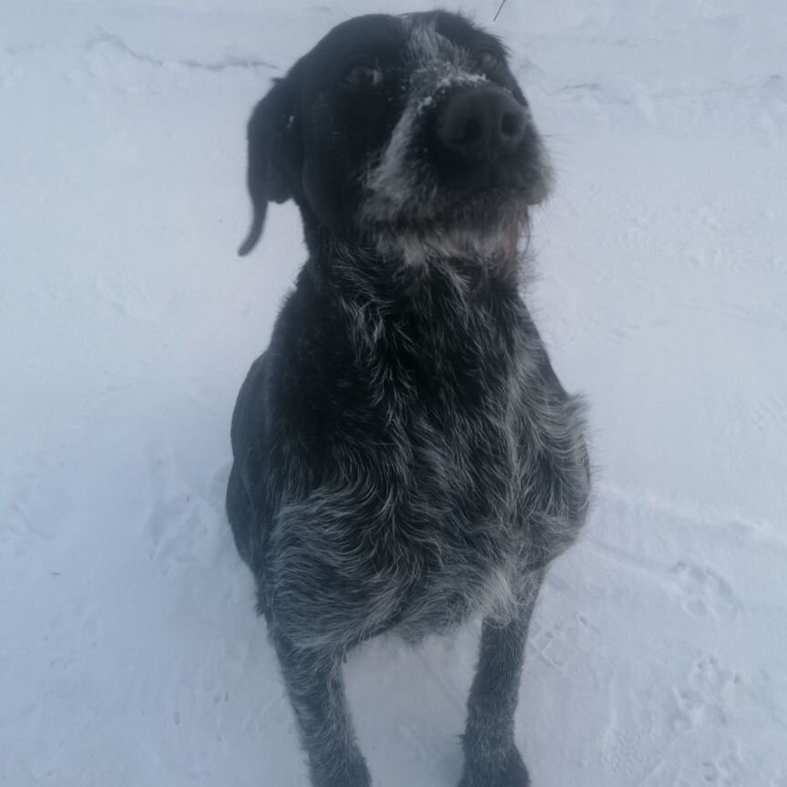 Дратхаар, взрослая собака