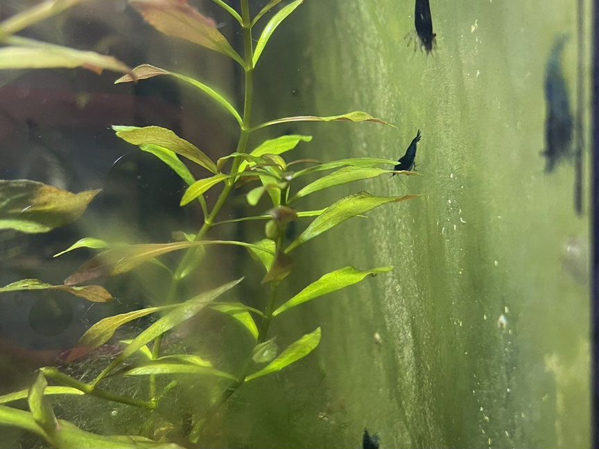 Креветки Blue dream