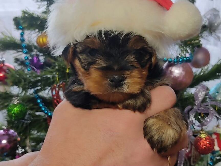 Собака. Йоркширский терьер, щенки