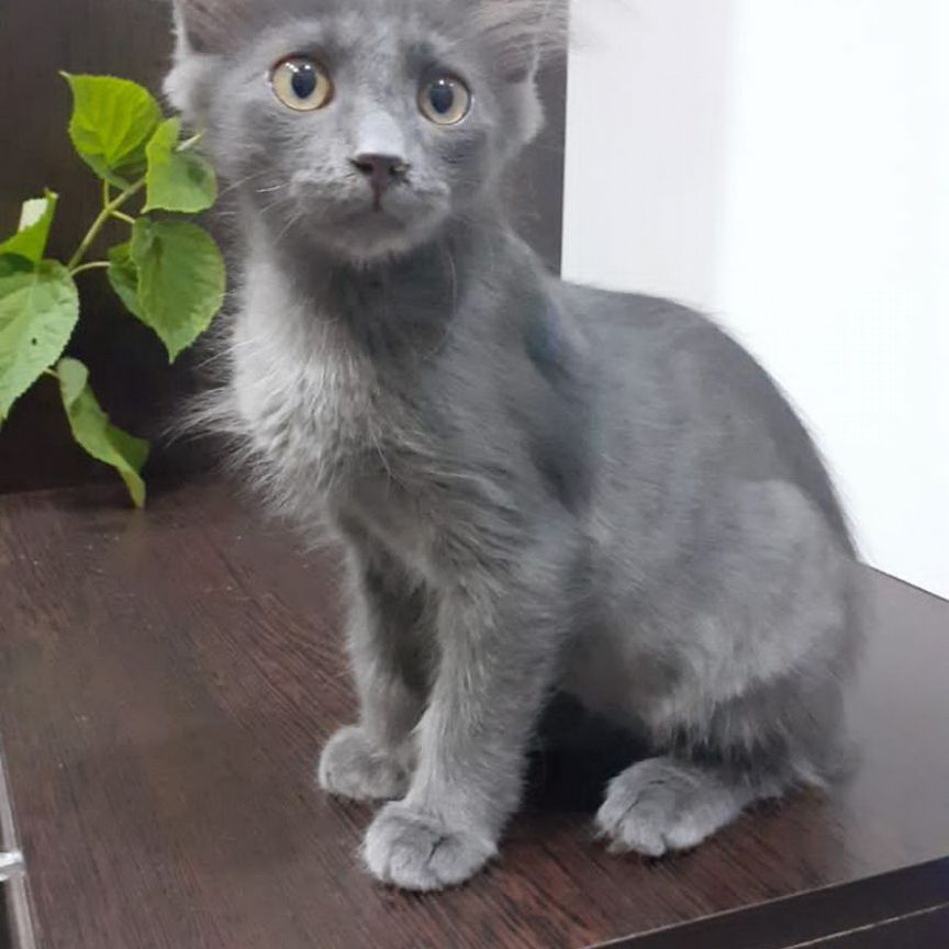 Котёнок Фадей, голубой окрас