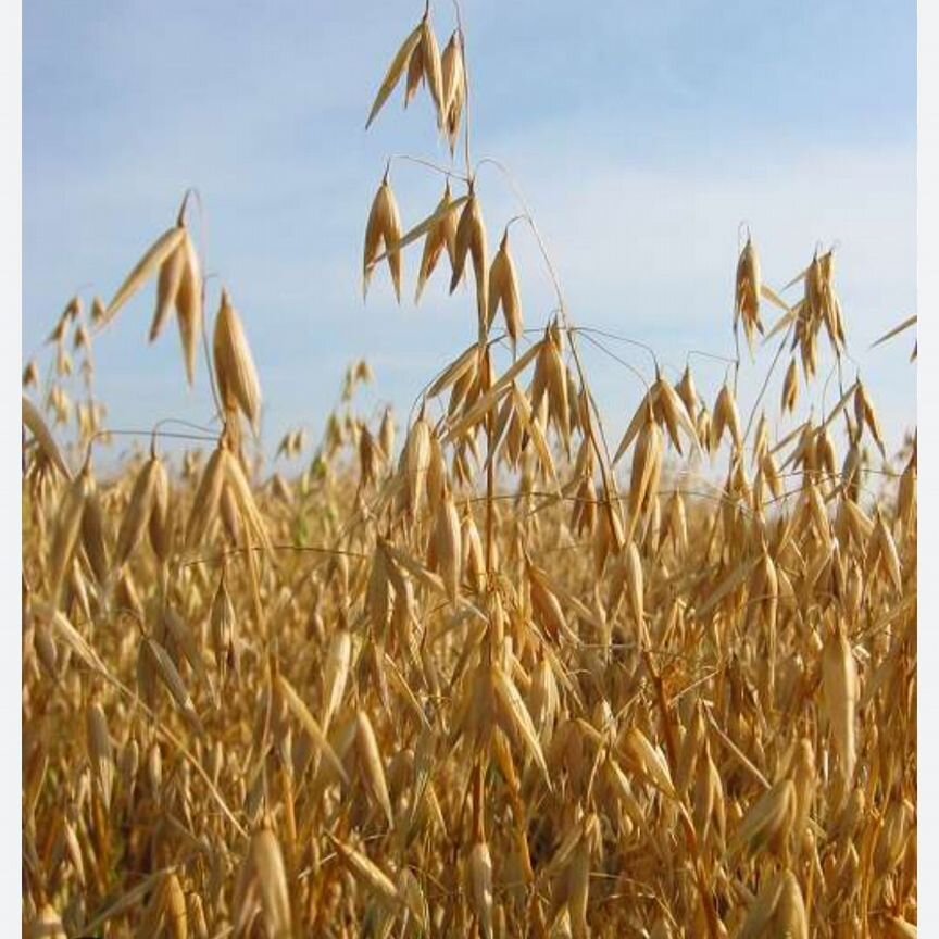 Продам овес