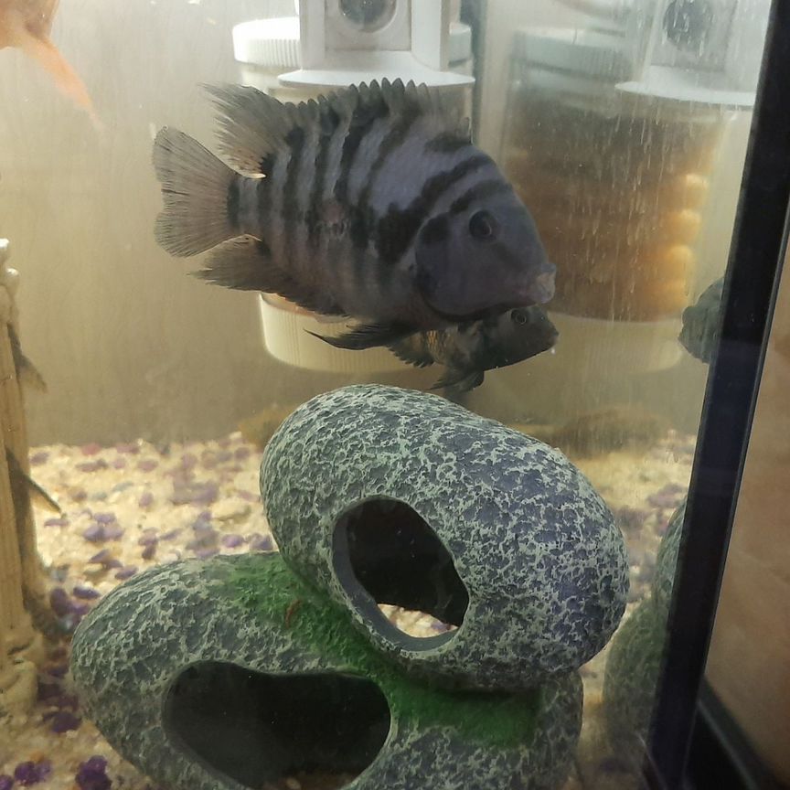 Отдаю цихлид