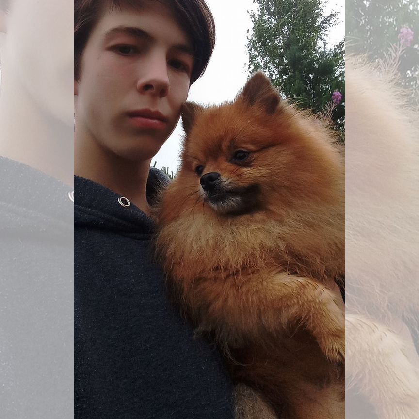 Померанский шпиц вязка