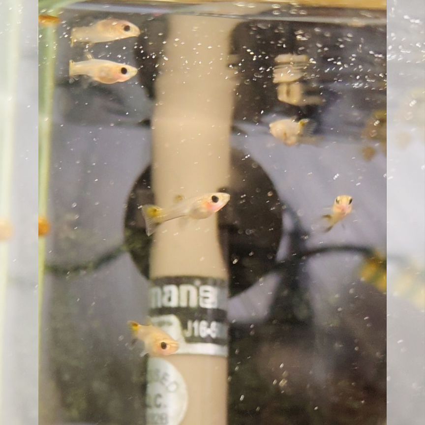 Гуппи чистая линия