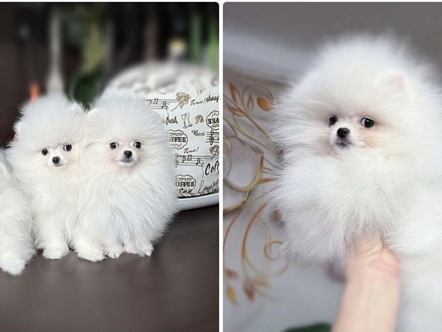 Малыши белые от питомника чемпионов