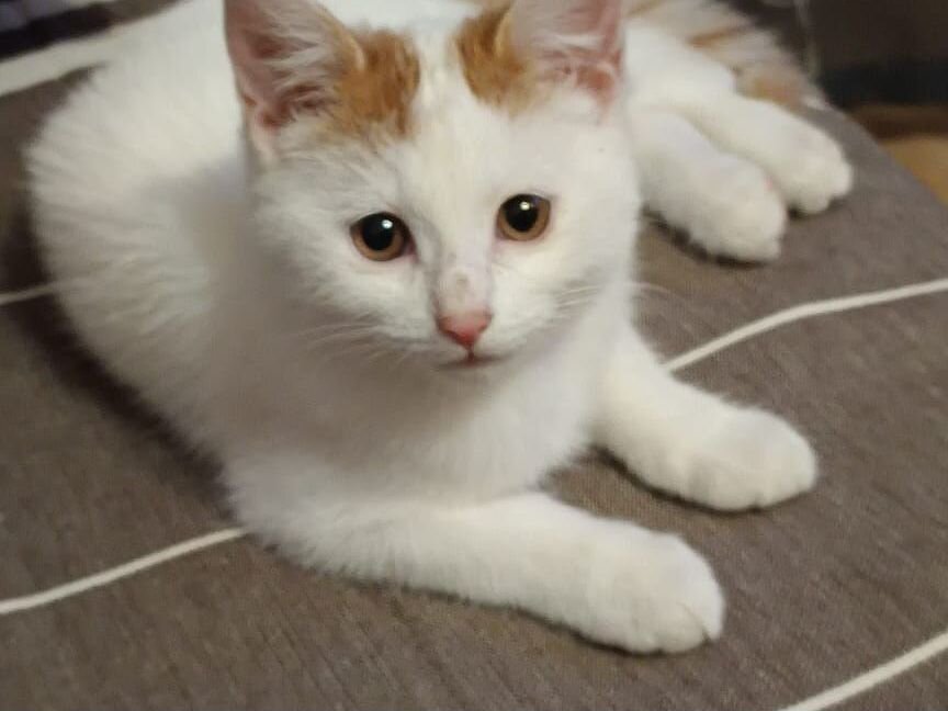 Котёнок белый с рыжими пятнышками