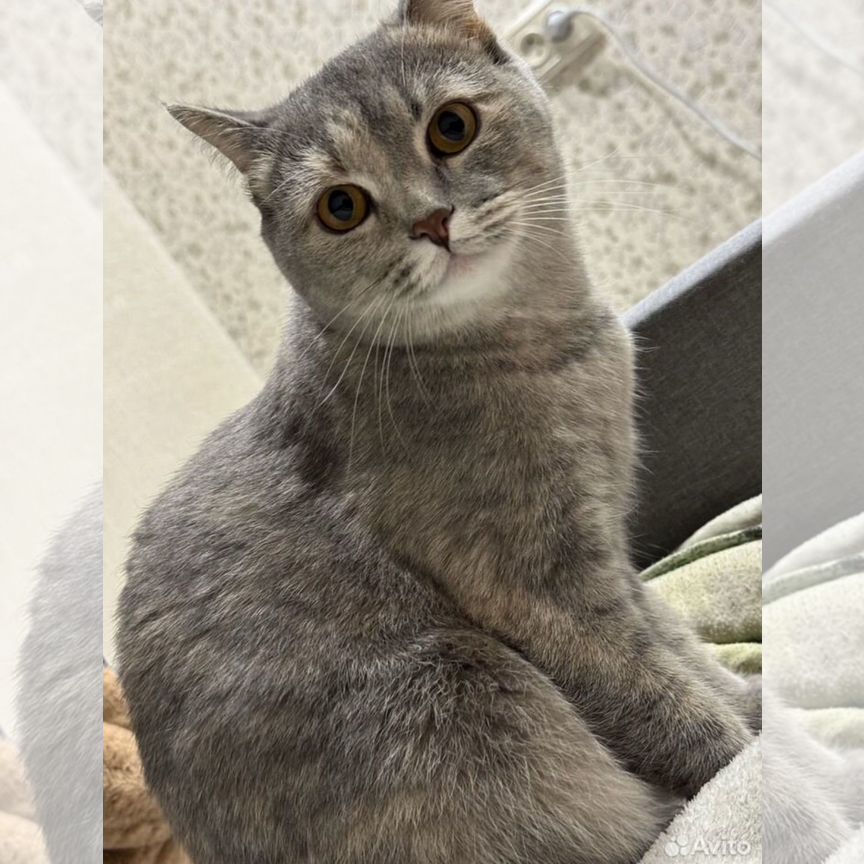 Британская короткошёрстная, взрослая кошка