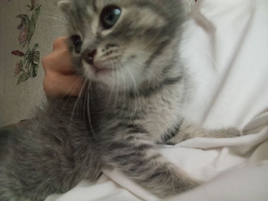 Продаю котёнка