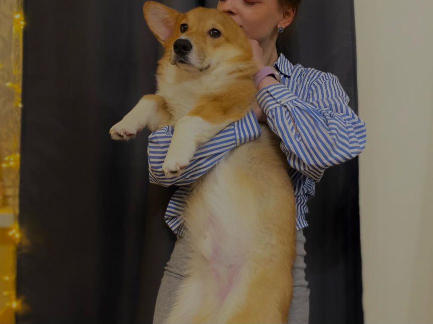 Вязка собак корги