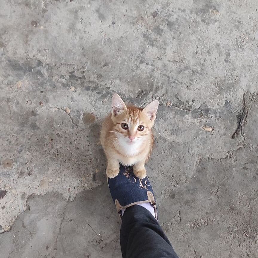 Двухмесячный рыжий котёнок