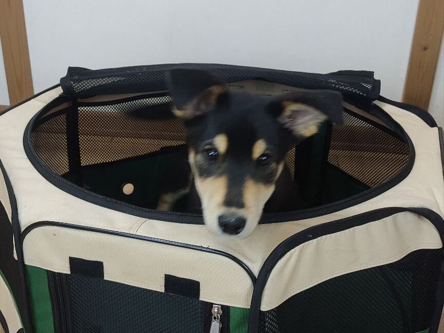 Манеж для щенков/котят переноска Triol